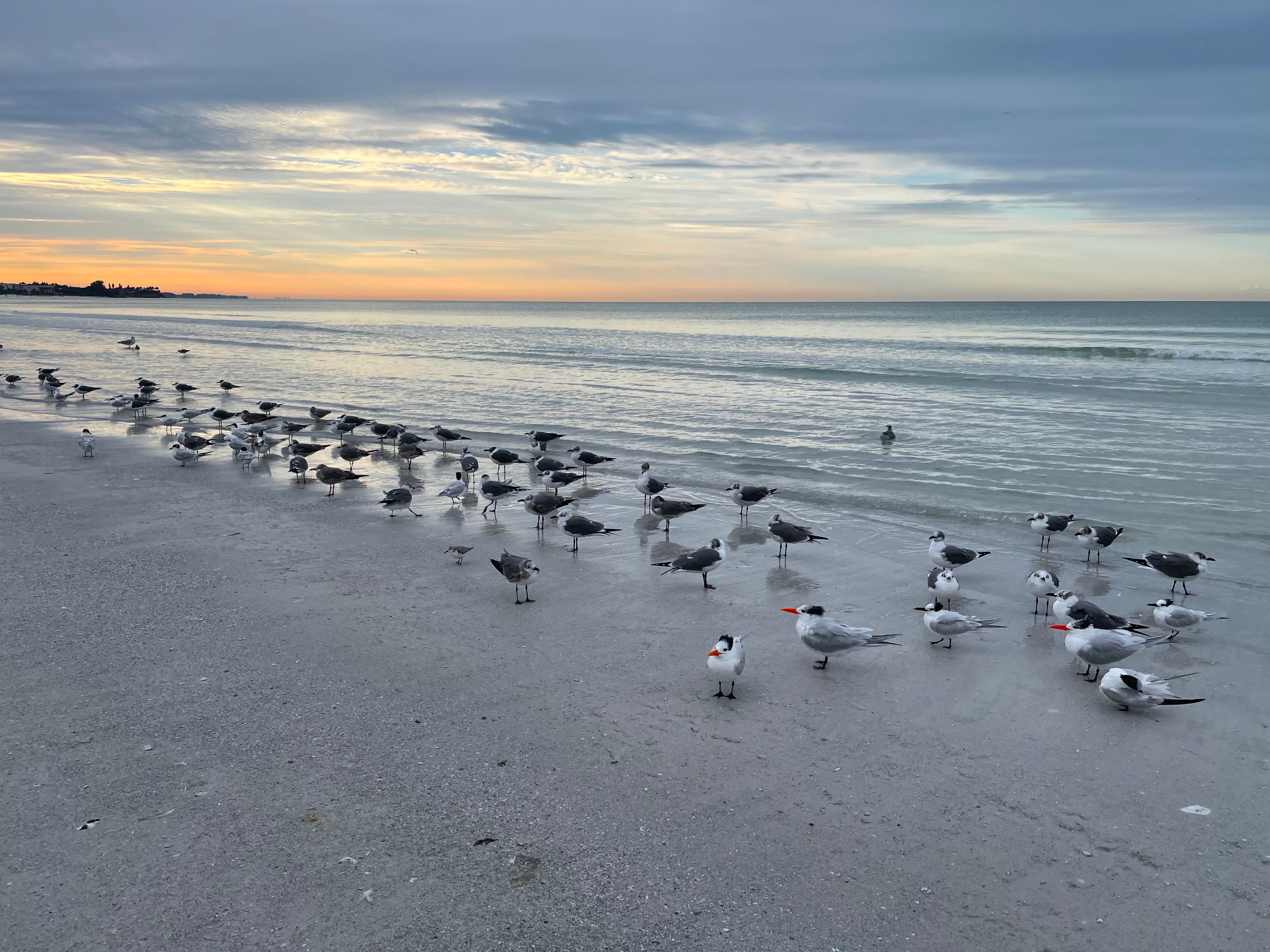 Island House Beach Resort 11S | Island House Beach Resort